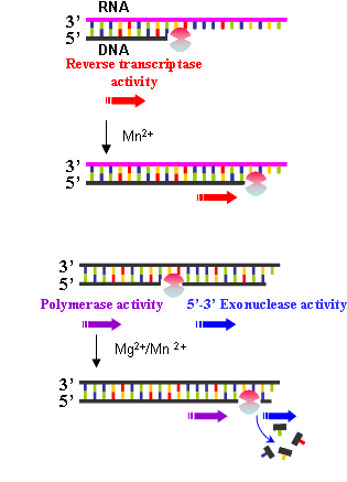 PCR Highly Functional PCR Enzyme - TOYOBO USA